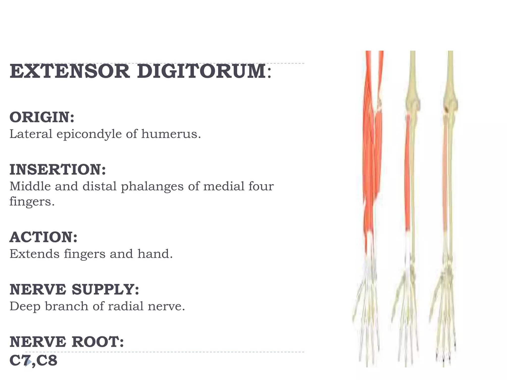 Posterior forearm | PPTX