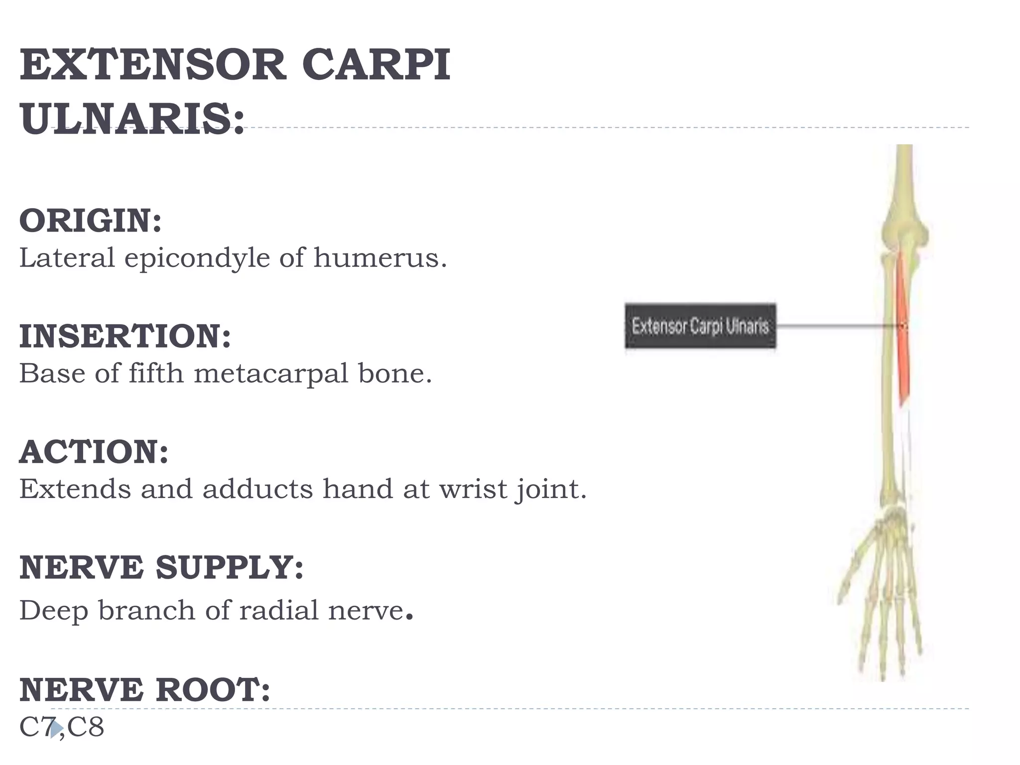 Posterior forearm | PPTX