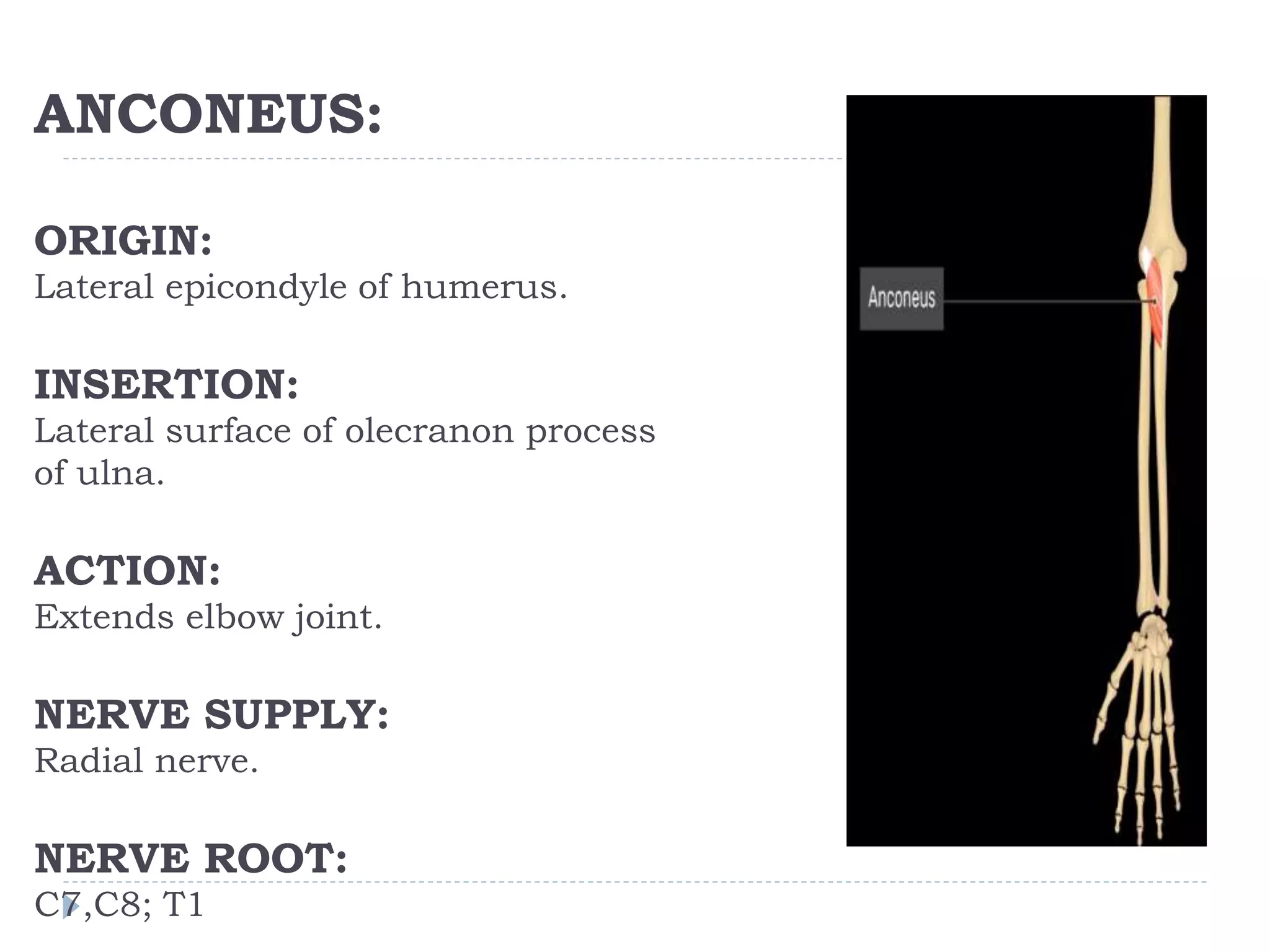 Posterior forearm | PPTX