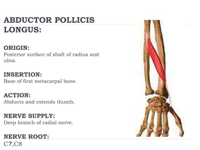 Posterior forearm | PPT