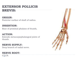 Posterior forearm | PPT