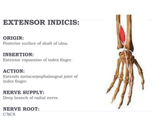 Posterior forearm | PPT