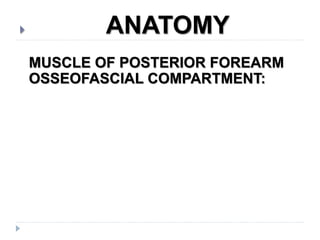 Posterior forearm | PPT