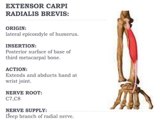 Posterior forearm | PPT