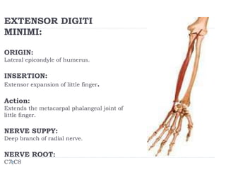 Posterior forearm | PPT