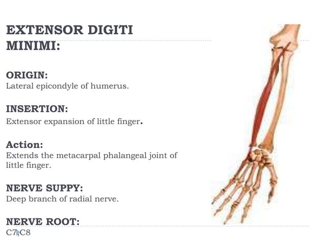 Posterior forearm | PPT