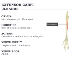 Posterior forearm | PPT
