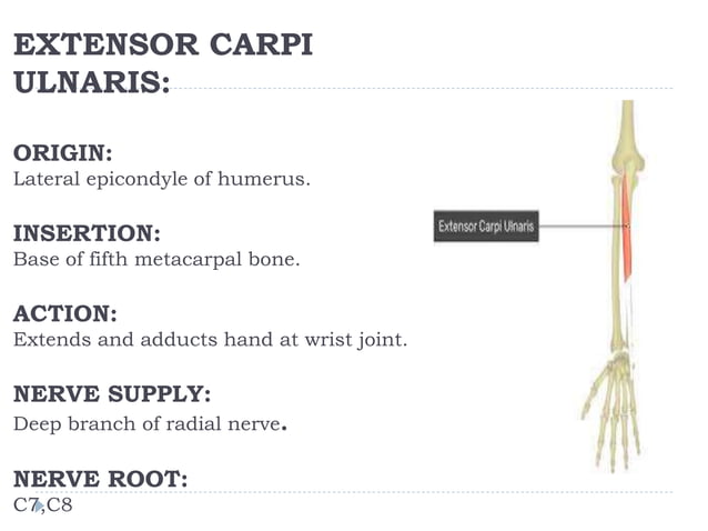 Posterior forearm | PPT