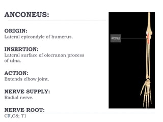 Posterior forearm | PPT
