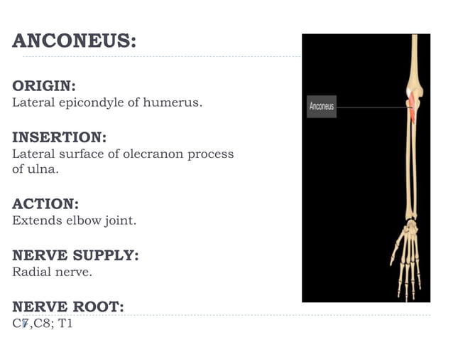 Posterior forearm | PPT