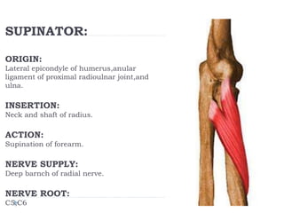 Posterior forearm | PPT
