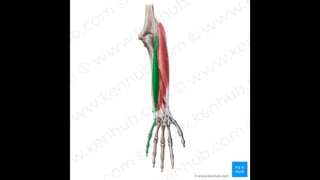 Posterior Forearm | PPTX