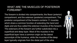Posterior Forearm | PPTX