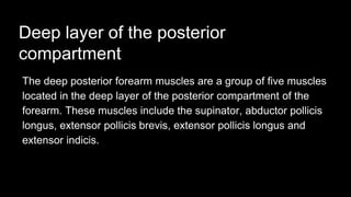 Posterior Forearm | PPTX
