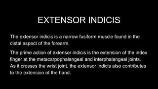 Posterior Forearm | PPTX