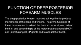 Posterior Forearm | PPTX