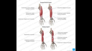 Posterior Forearm | PPTX