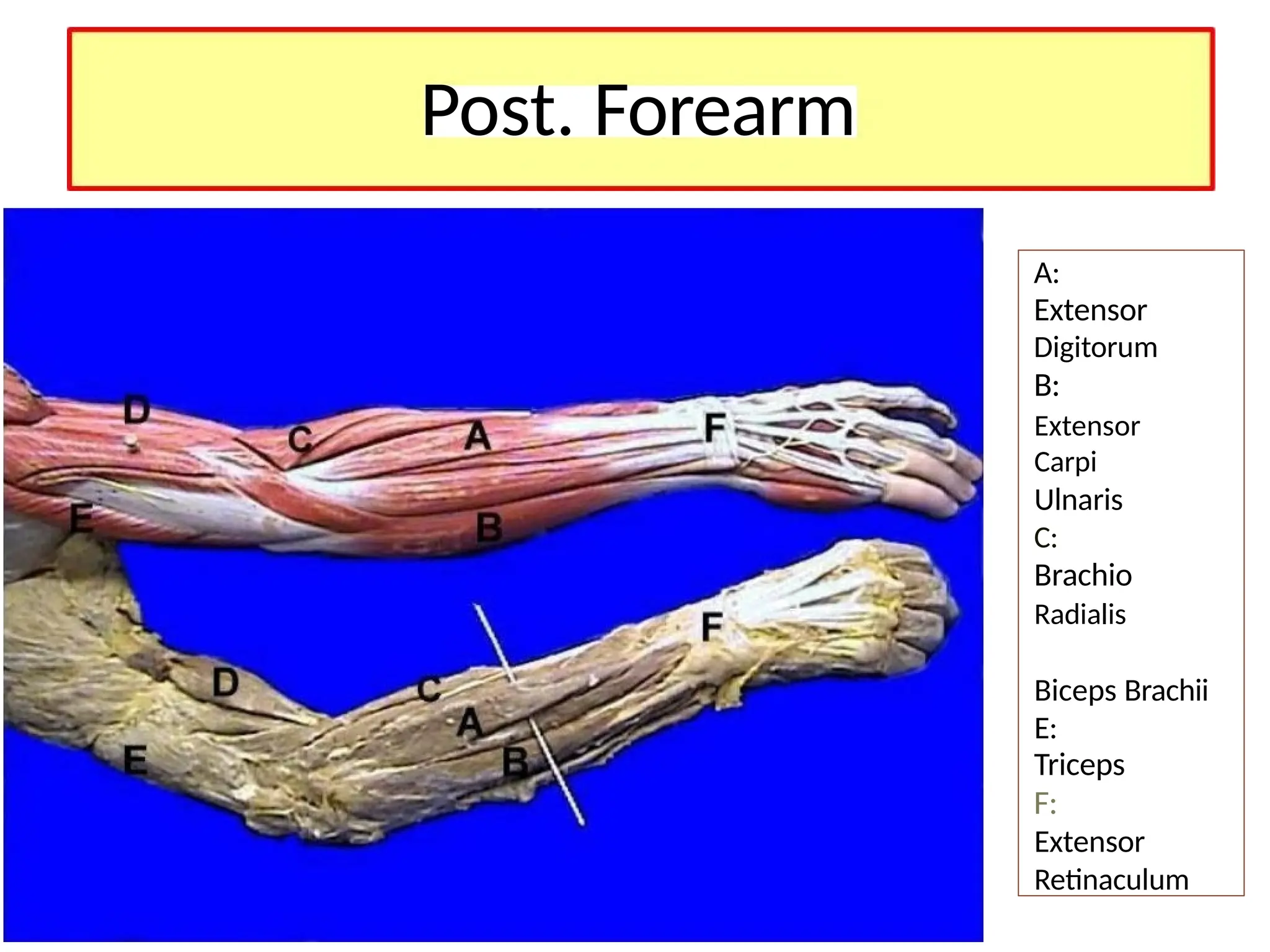 posterior forearm muscle ppt_120106.pptx