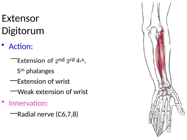 posterior forearm muscle ppt_120106.pptx