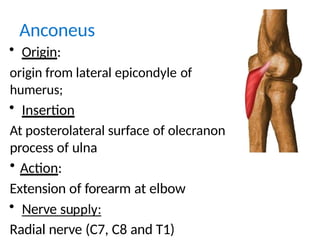 posterior forearm muscle ppt_120106.pptx