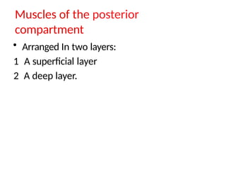 posterior forearm muscle ppt_120106.pptx