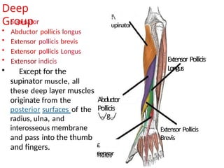 posterior forearm muscle ppt_120106.pptx