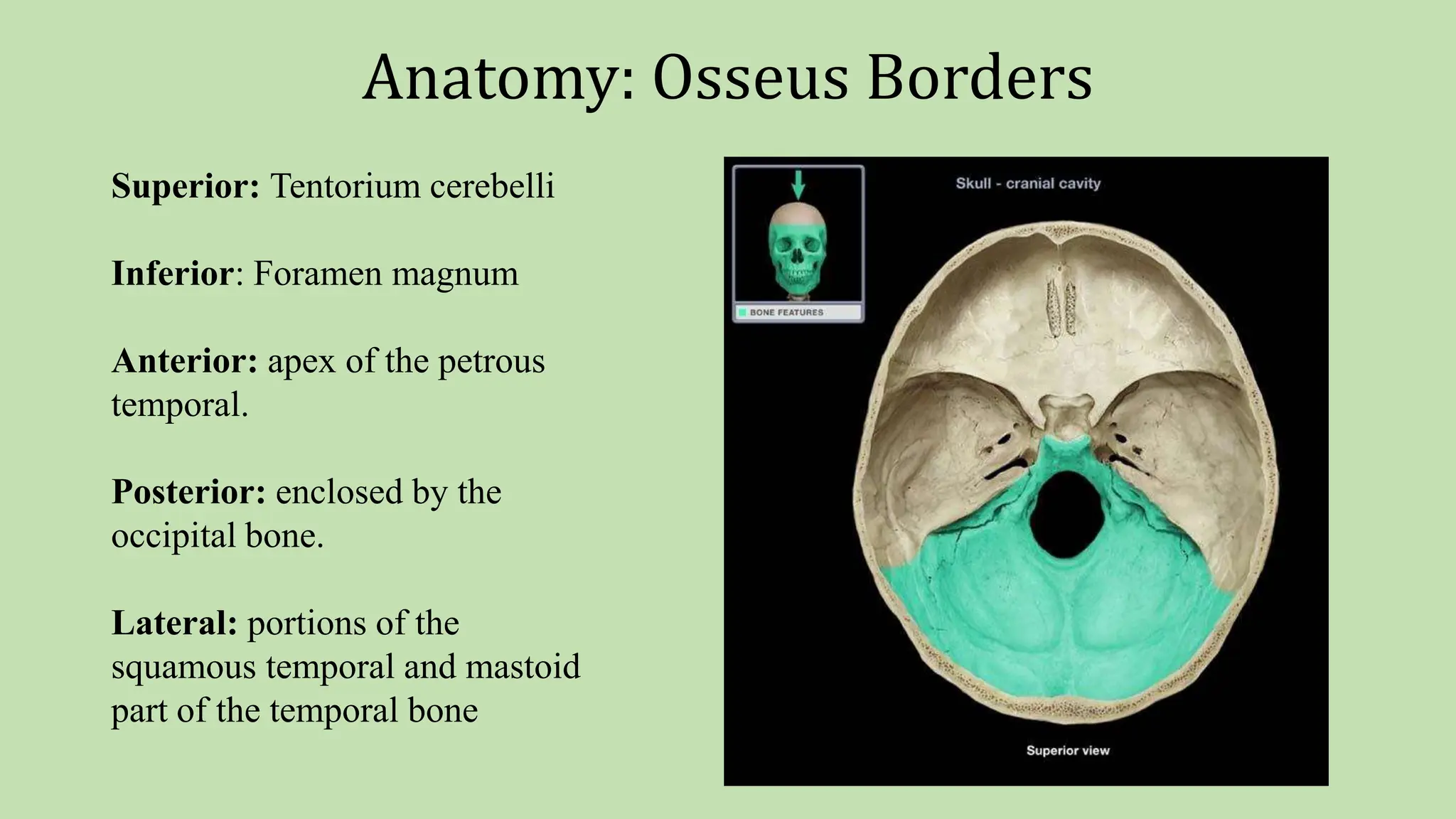 Posterior Fossa Anatomy and Tumors of the Posterior Fossa | PPT