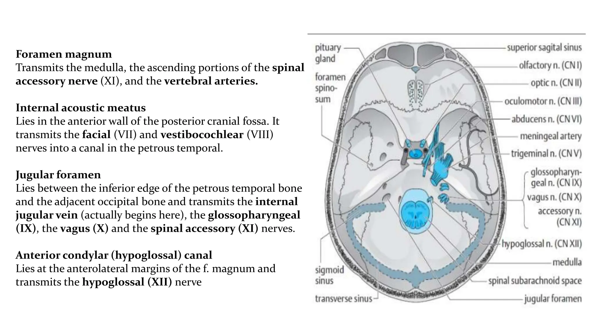 Posterior Fossa Anatomy and Tumors of the Posterior Fossa | PPT