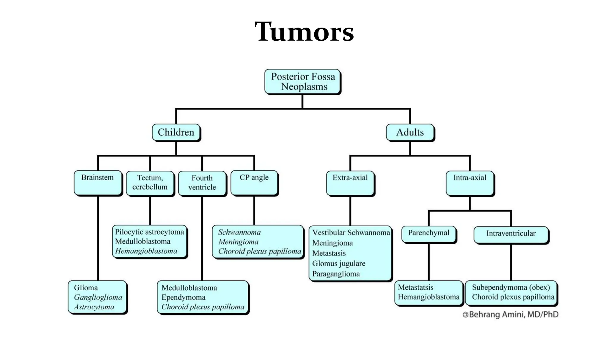 Posterior Fossa Anatomy And Tumors Of The Posterior Fossa Ppt