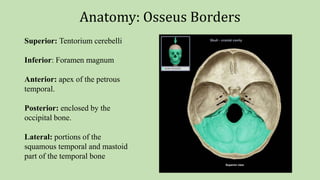 Posterior Fossa Anatomy and Tumors of the Posterior Fossa | PPT