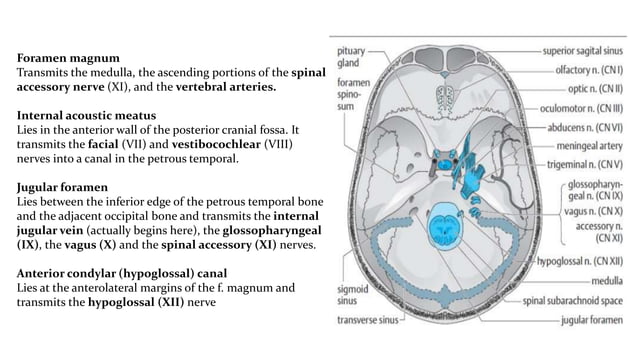 Posterior Fossa Anatomy And Tumors Of The Posterior Fossa Ppt