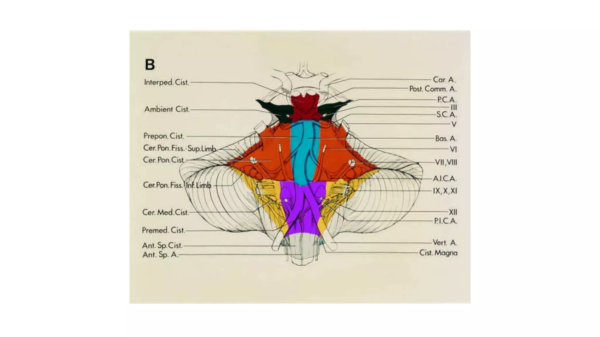 POSTERIOR FOSSA CISTERNS.pptx