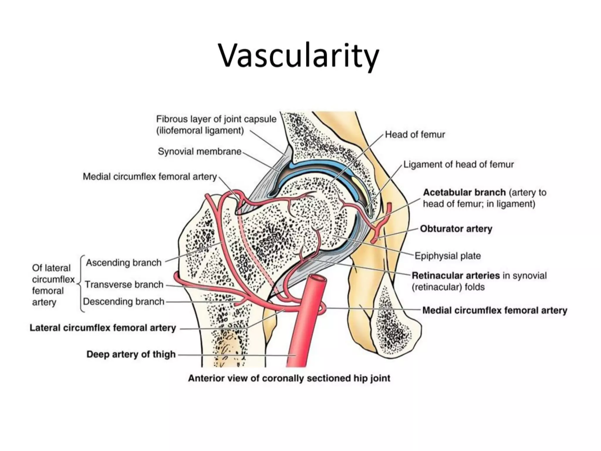 Posteriorhipdislocation | PDF