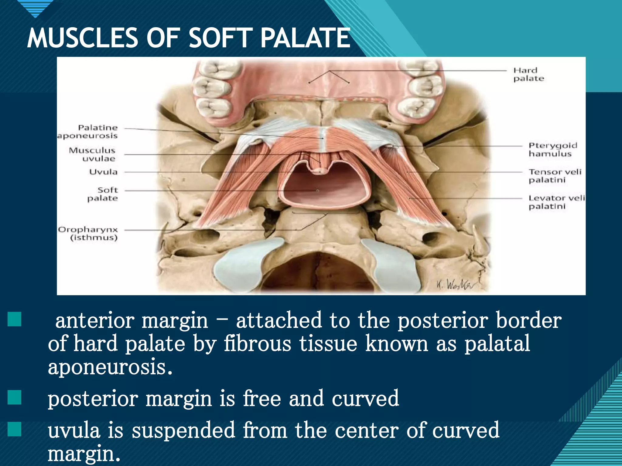 Posterior palatal seal | PPT
