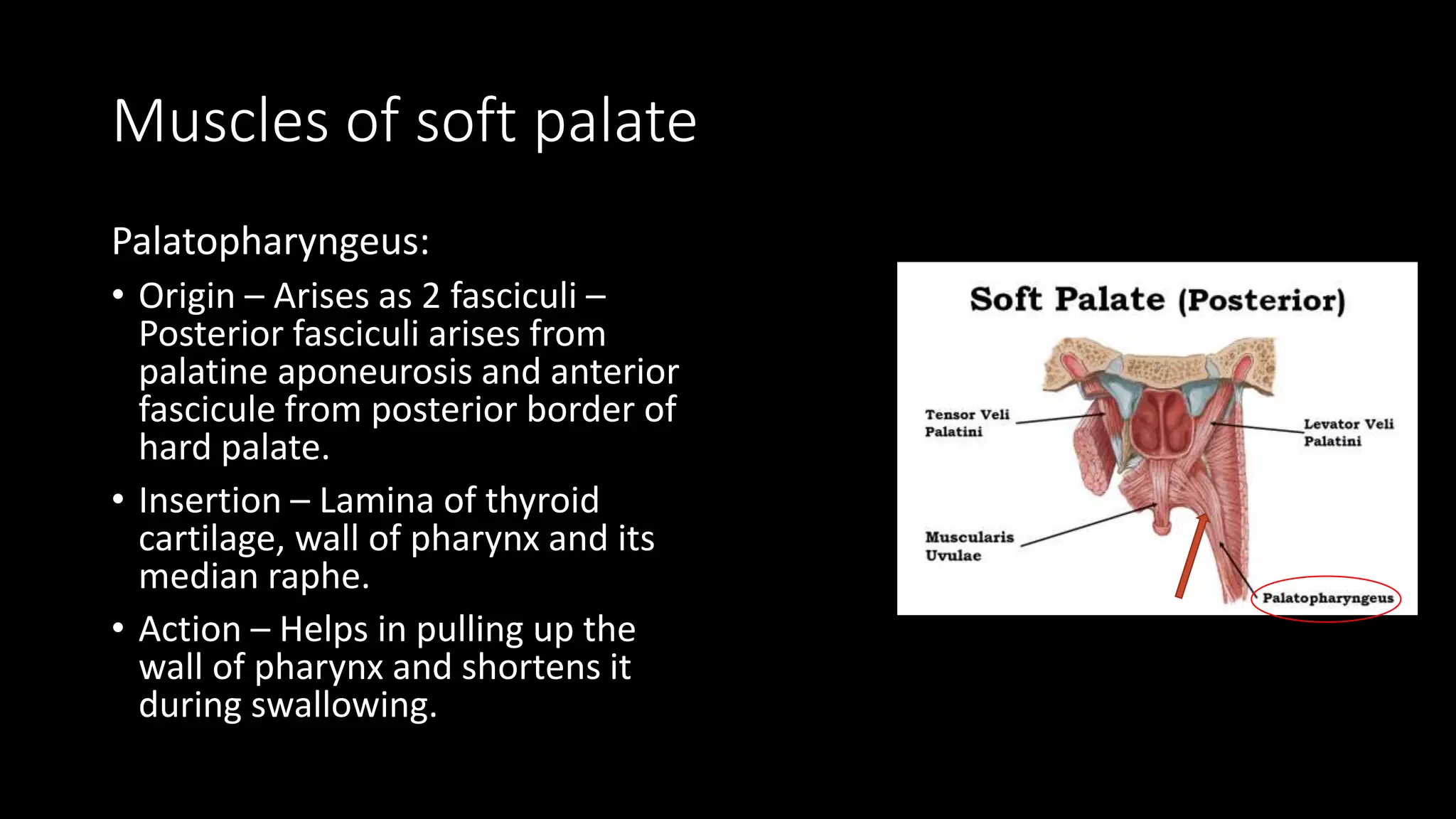 Posterior Palatal Seal | PPTX