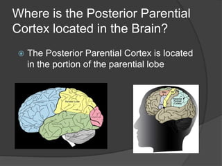 Posterior Parietal Cortex! | PPT