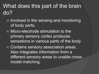 Posterior Parietal Cortex! | PPT