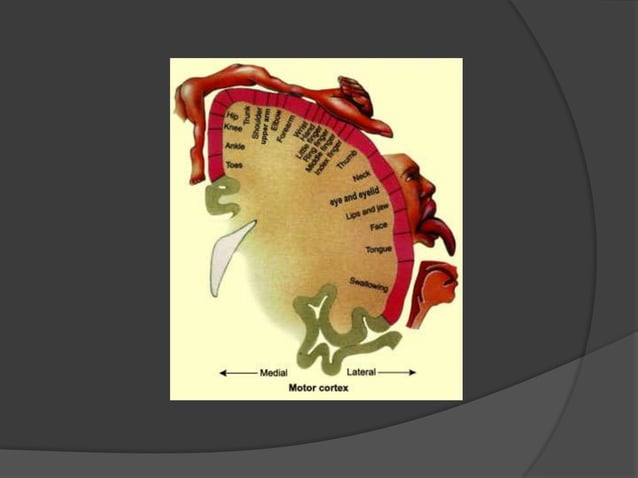 Posterior Parietal Cortex Ppt