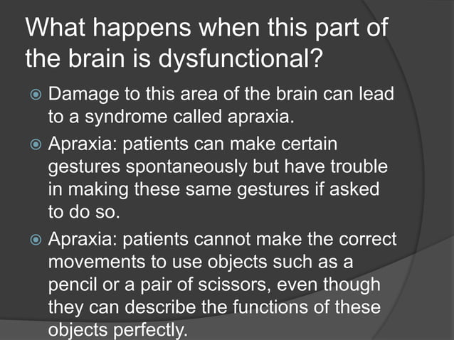 Posterior Parietal Cortex! | PPT