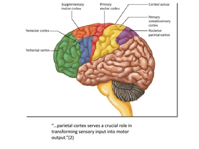 Posterior parietal cortex | PPTX