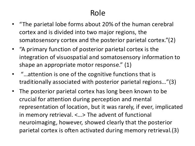 Posterior parietal cortex