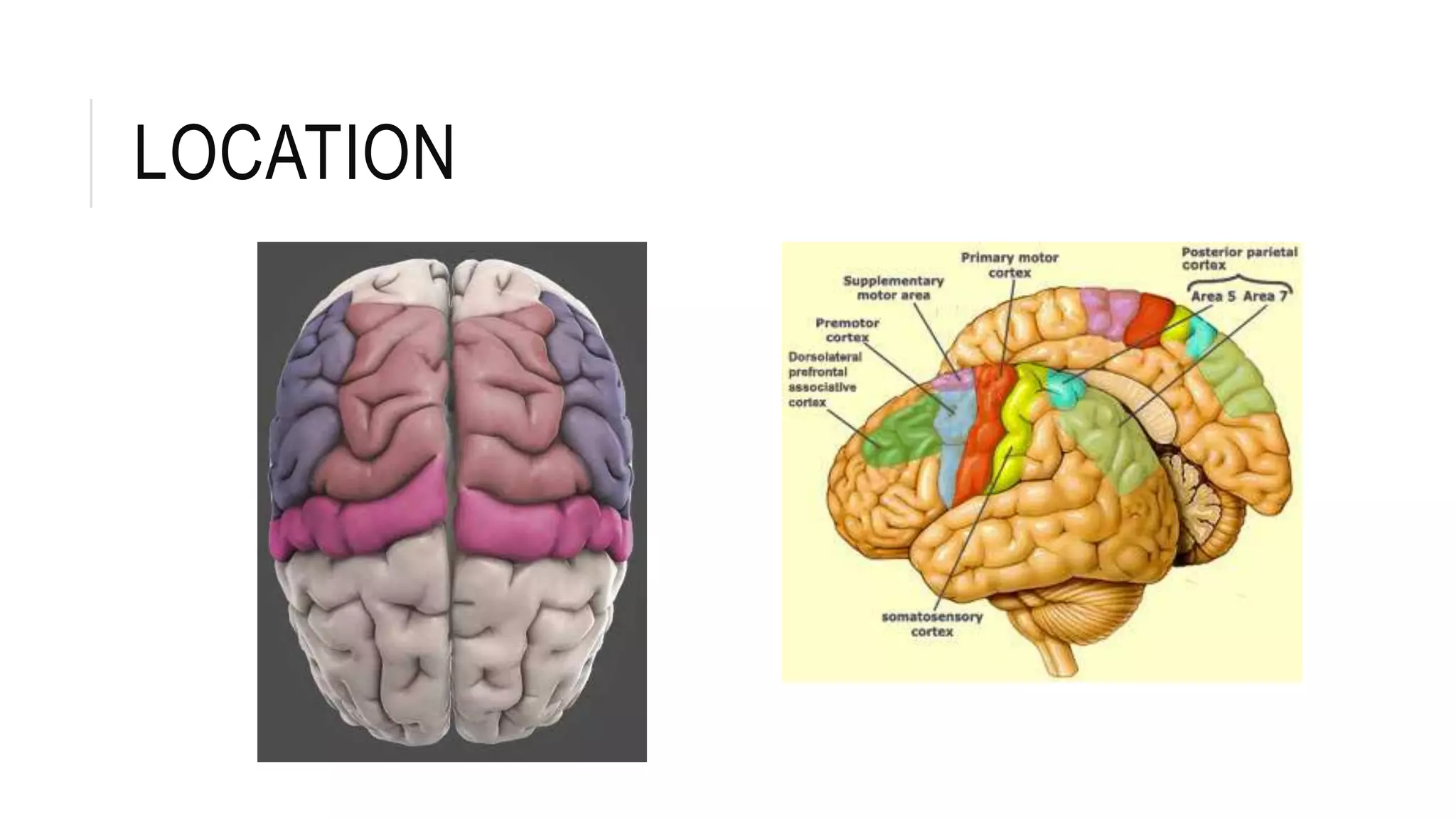 Posterior Parietal Cortex | PPTX