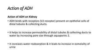 Posterior pituitary | PPTX
