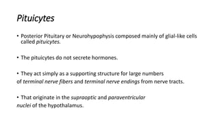 Posterior Pituitary Gland Histology Nerve Fibers