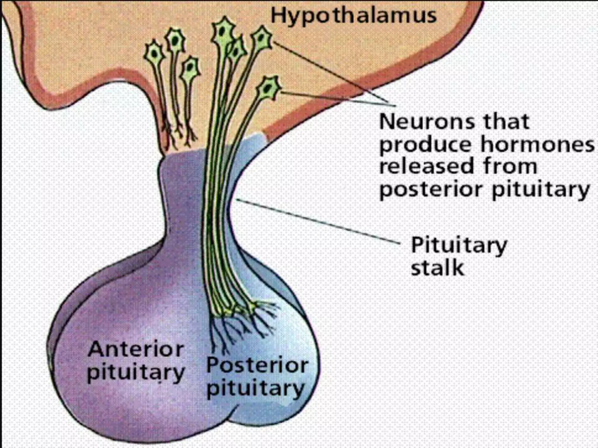 Posterior pituitary gland | PPTX