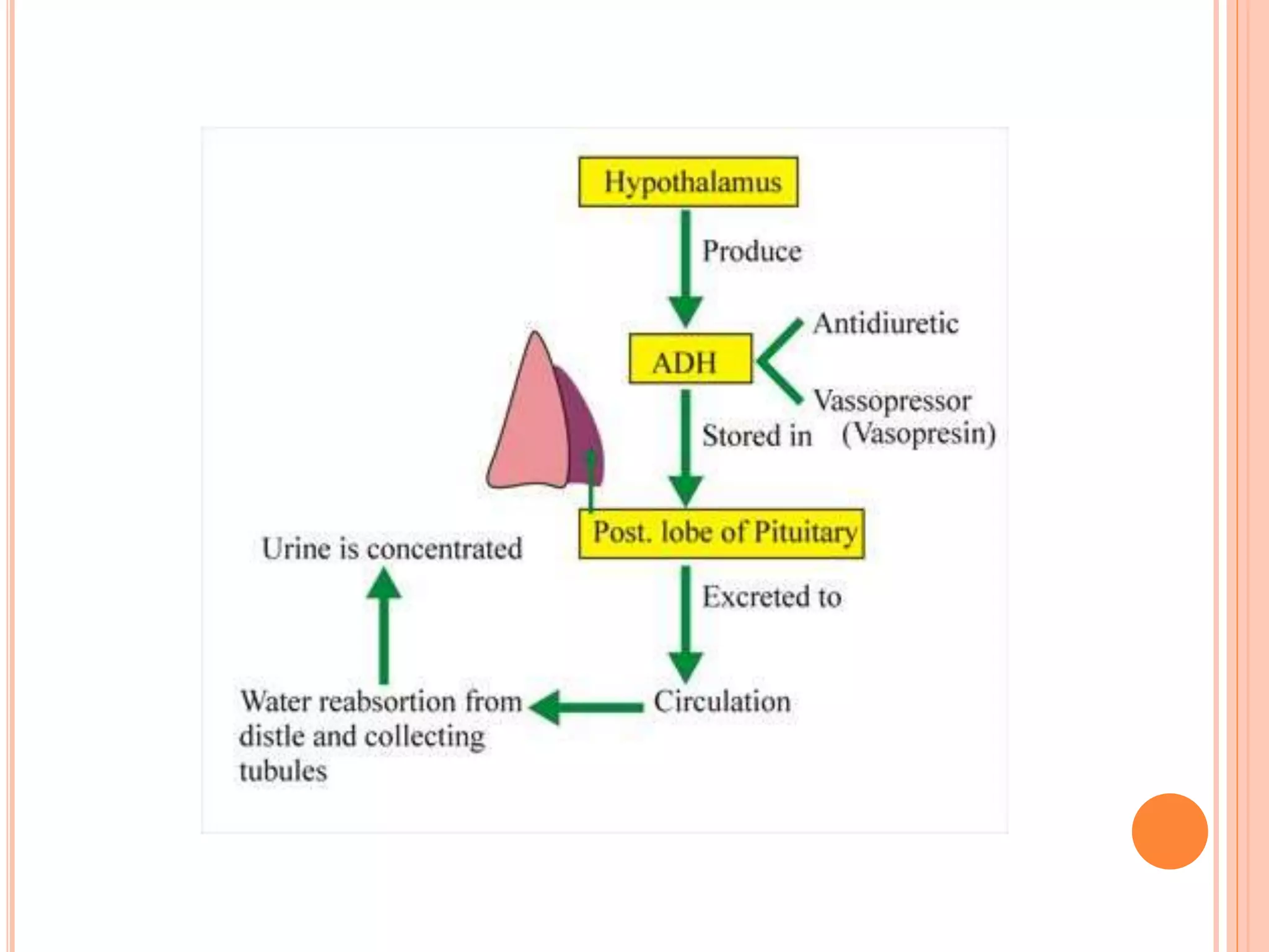 POSTERIOR PITUITARY GLAND.pptx | Hormonal Disorders | Endocrine and ...
