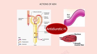 Posterior pituitary hormones | PPTX