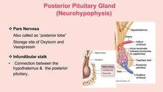 Posterior pituitary hormones | PPTX