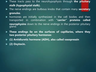 Posterior pitutary | PPTX