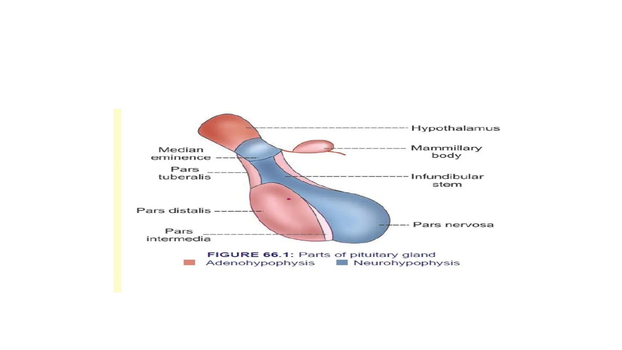 POSTERIOR PITUTARY HORMONES AND THEIR ACTIONS [Autosaved].pptx